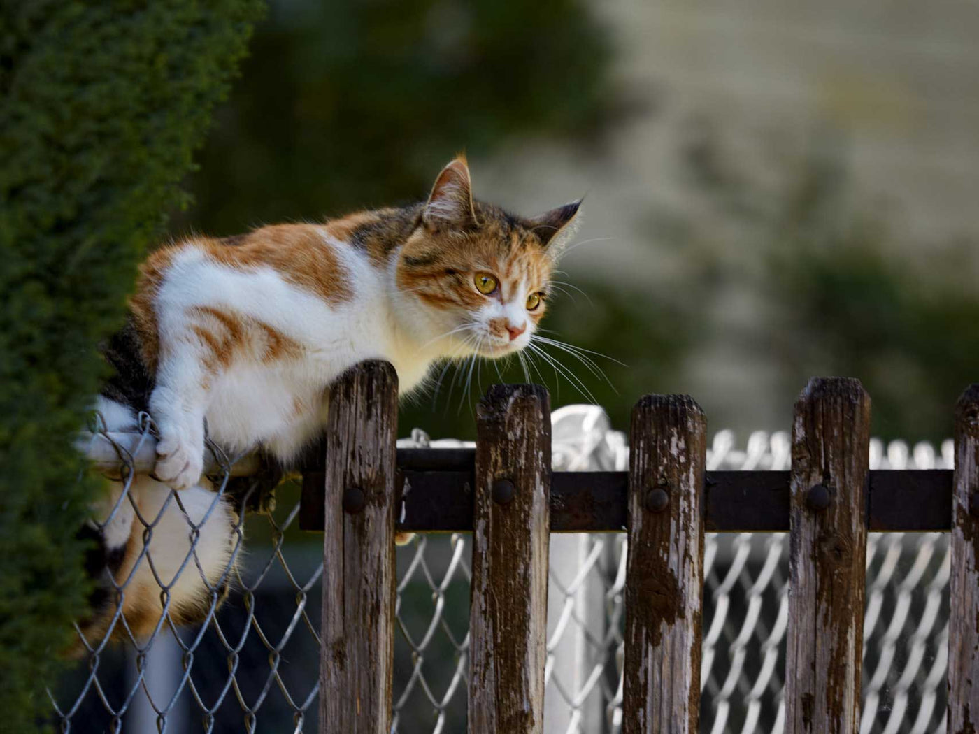 6 Best Cat Fence Toppers for an Existing Fence - Purrfect Fence