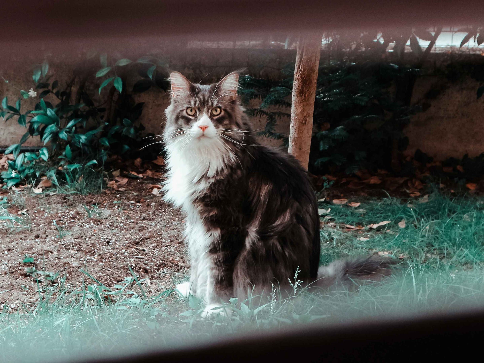 How to Make a Fence Cat Proof | Pet-Safe | Purrfect Fence